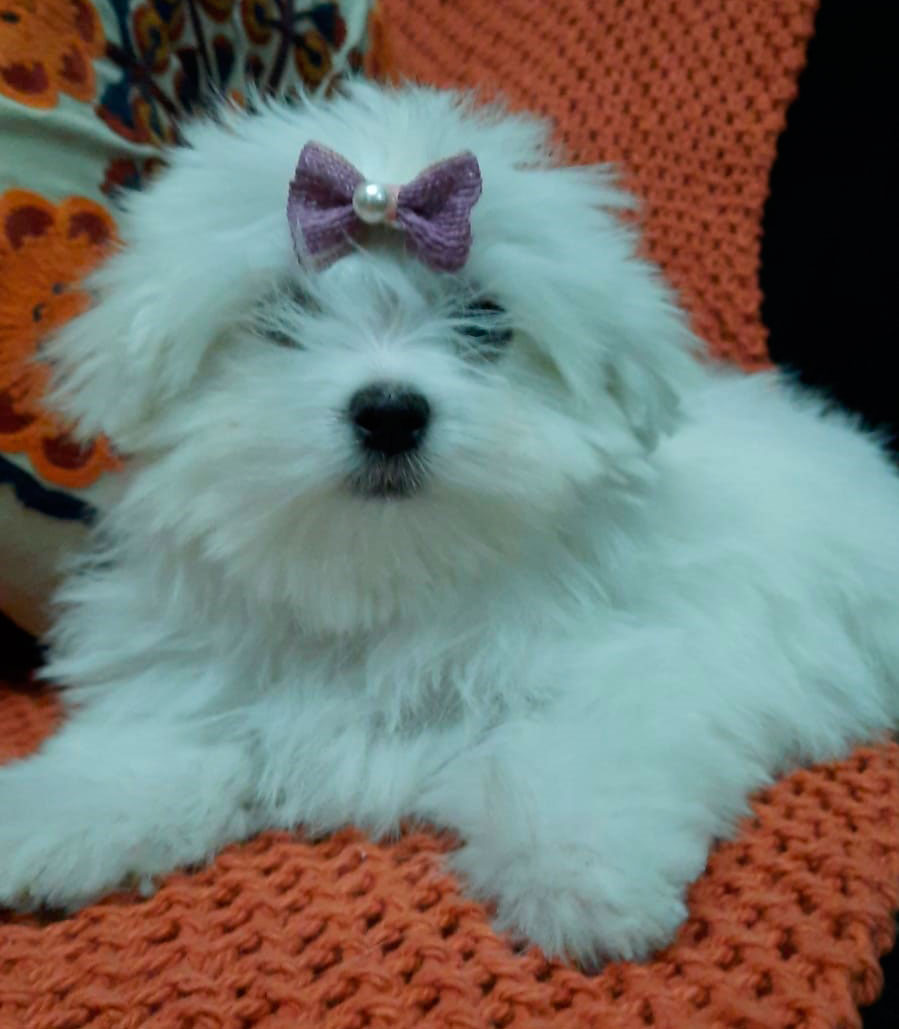 O Canil – Titiquinhos